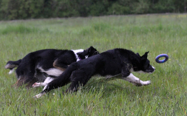 BCxFour: Ranger Reviews the Kong Zinger