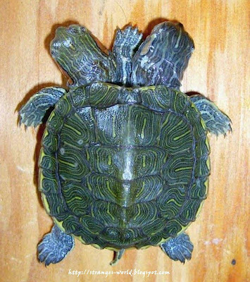 Strange World: Freak Turtle