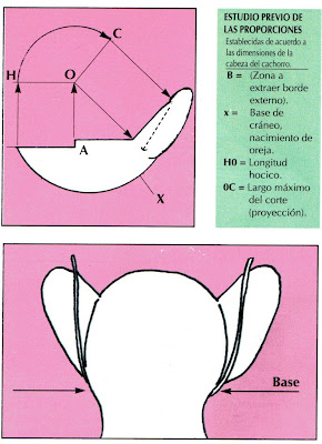 BRAVURA DEL AYAR: Conchectomia ou Corte de Orelhas