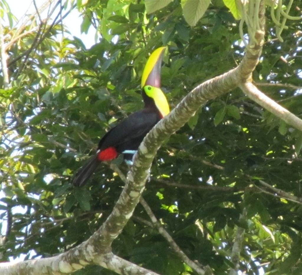Viewing nature with Eileen: Toucan mosaic.