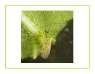 Homo agricola: Nesi en calabacín