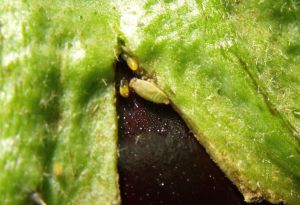 Homo agricola: julio 2010