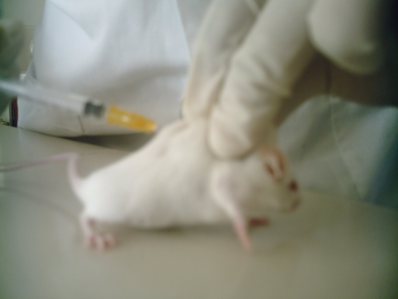 TALLER DE ANIMALES: segunda practica de taller de animales