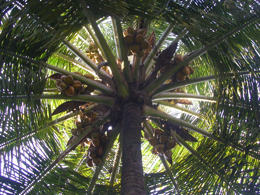 EDAKKALATHUR VILLAGE: coconut tree