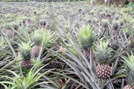 EDAKKALATHUR VILLAGE: painapple tree