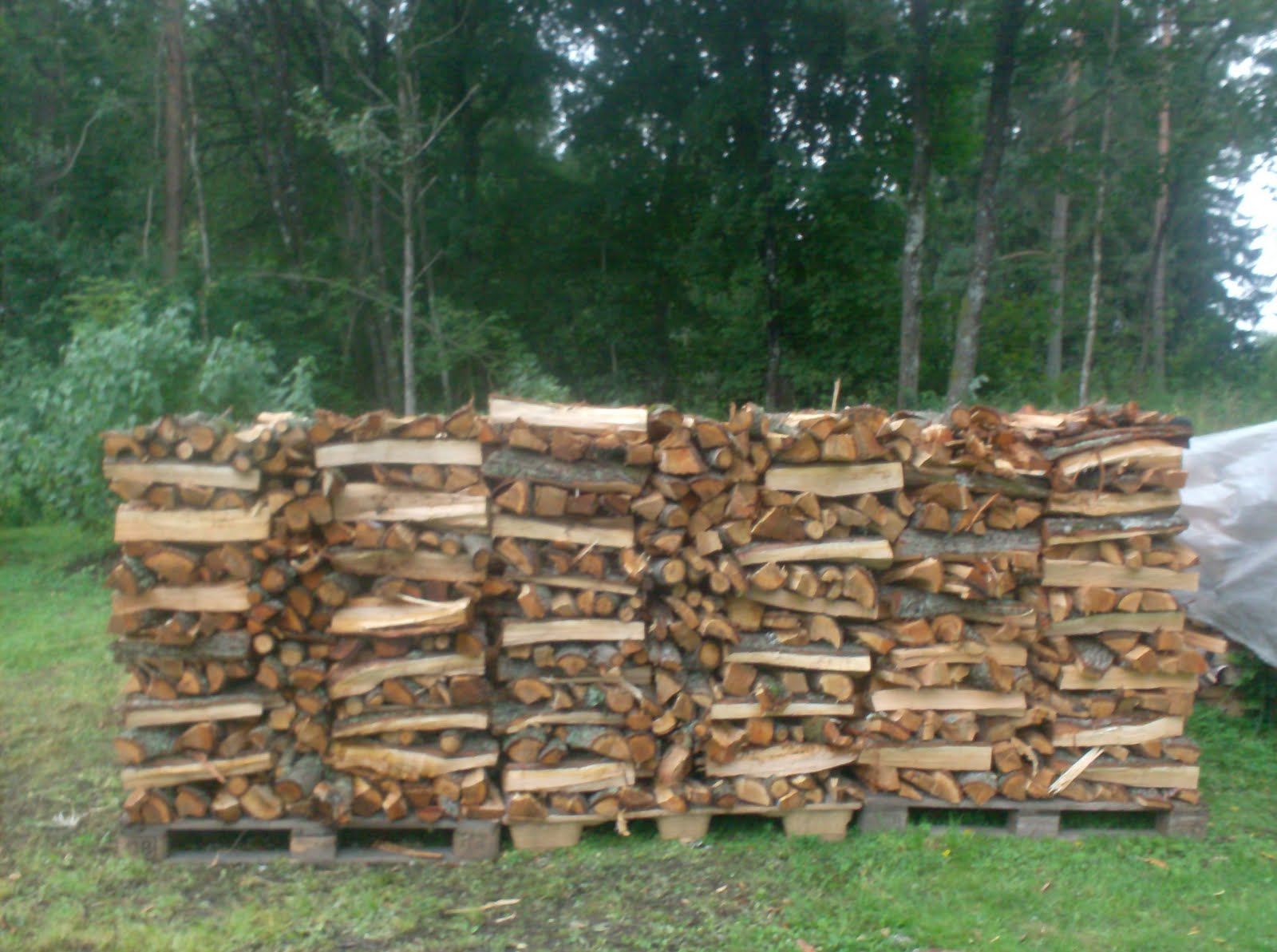 Berghemmaren: Sälg ved