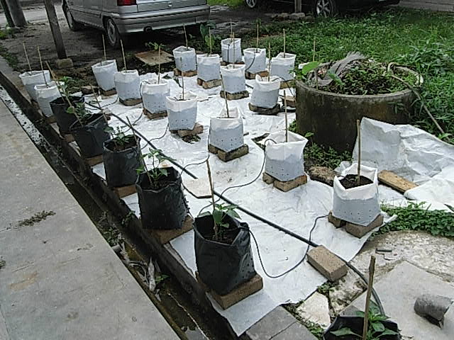 Cili Fertigasi Mini: Fertigasi Fasa Ketiga