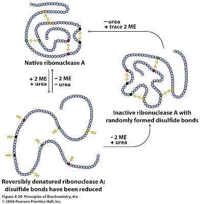 Sandwalk: The Anfinsen Experiment in Protein Folding