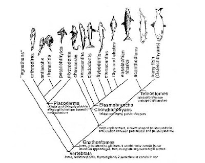 Sandwalk: Intelligent Design Creationism and the History of Life