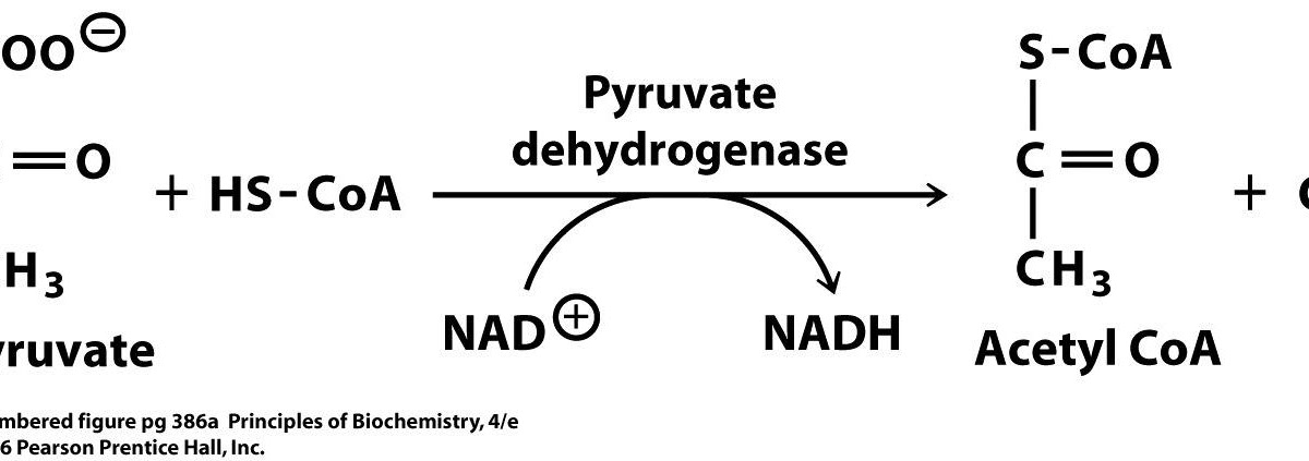 Sandwalk: Pyruvate Dehydrogenase Reaction