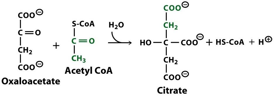 Sandwalk: Are You as Smart as a Third Year University Student? Q3