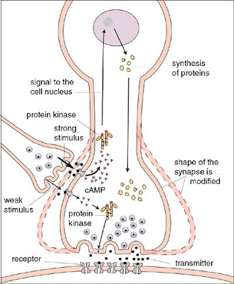 Sandwalk: Nobel Laureate: Eric Kandel