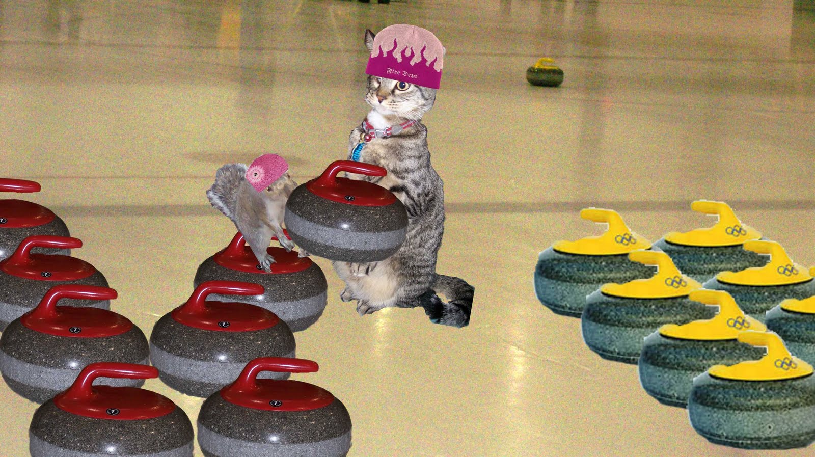 Cat Stuff: Good Curling