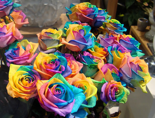 THE REAL RAINBOW ROSES