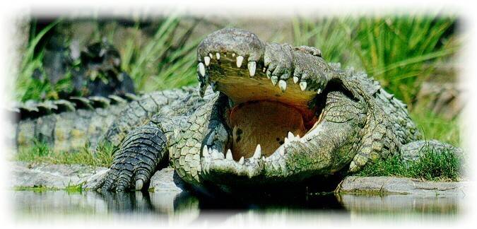 CBM FRANCISCO COBACHO