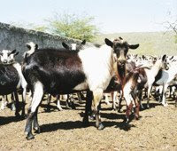 ANGRA RURAL: Raça de Caprinos_ Alpina Francesa