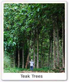 Mining Aśvaghoṣa's Gold: SAUNDARANANDA 1.24: Earthly Shakyas, from ...