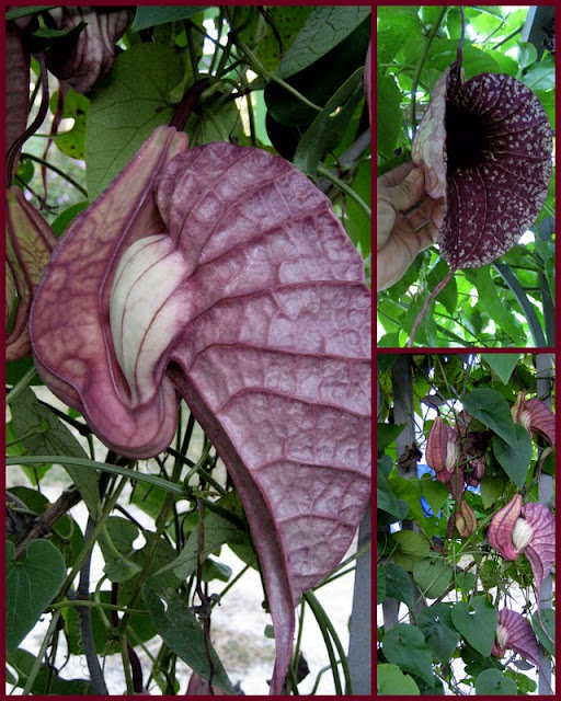 Pedras, Plantas e Companhia: Papo-de-peru (Aristolochia gigantea)