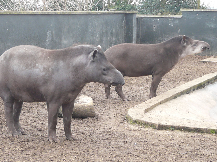 TAPIRS: The Tapir Preservation Fund (TPF): March 2, 2009: Twycross Zoo, UK