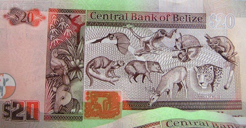 Tapirgal's Daily Image: June 2010