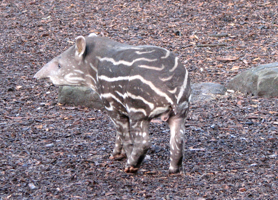 TAPIRS: The Tapir Preservation Fund (TPF): Ronnie Tapir and the Capybara