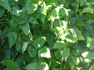 Utilizing Our Yard : Long/Yard Beans (Sitaw)