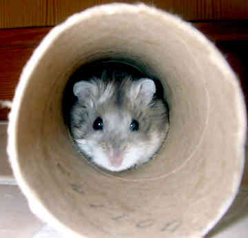 pets and animals blog: Taking Care Of Dwarf Hamsters