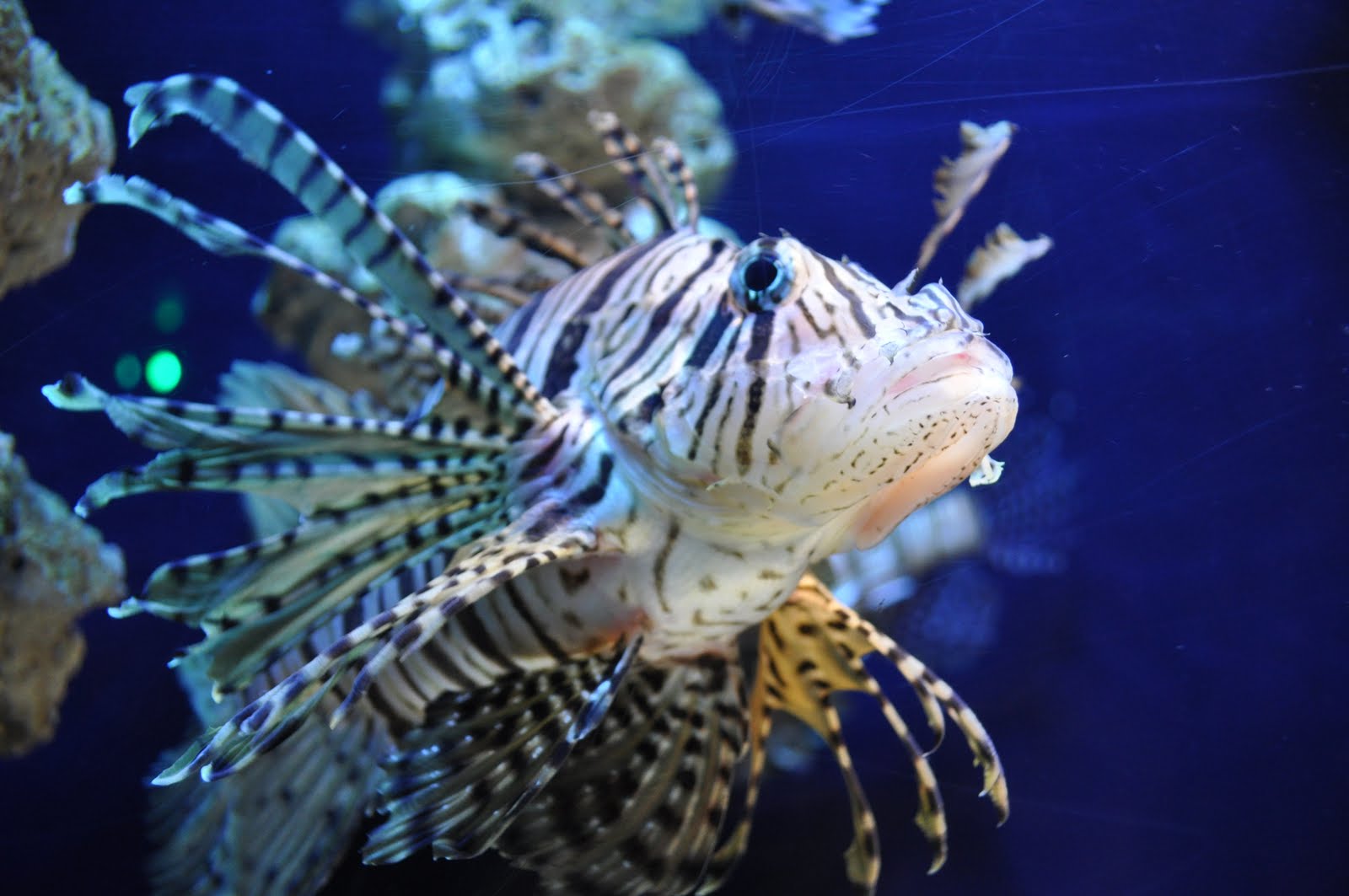 The Brady Family: Tulsa Aquarium