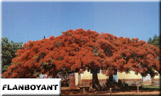 Projeto Floresta Urbana: Flamboyant