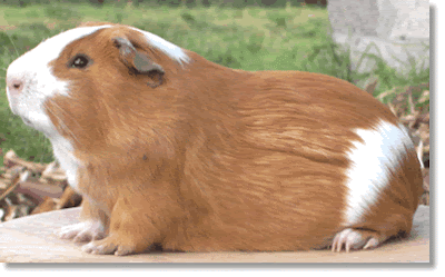 Imágenes del Cuy - Imagui