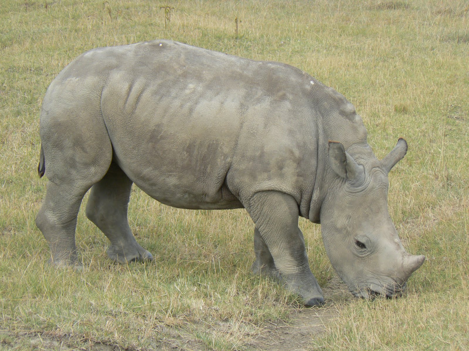 Ca la Animal Planet ! | Impresii safari Kenya si Tanzania