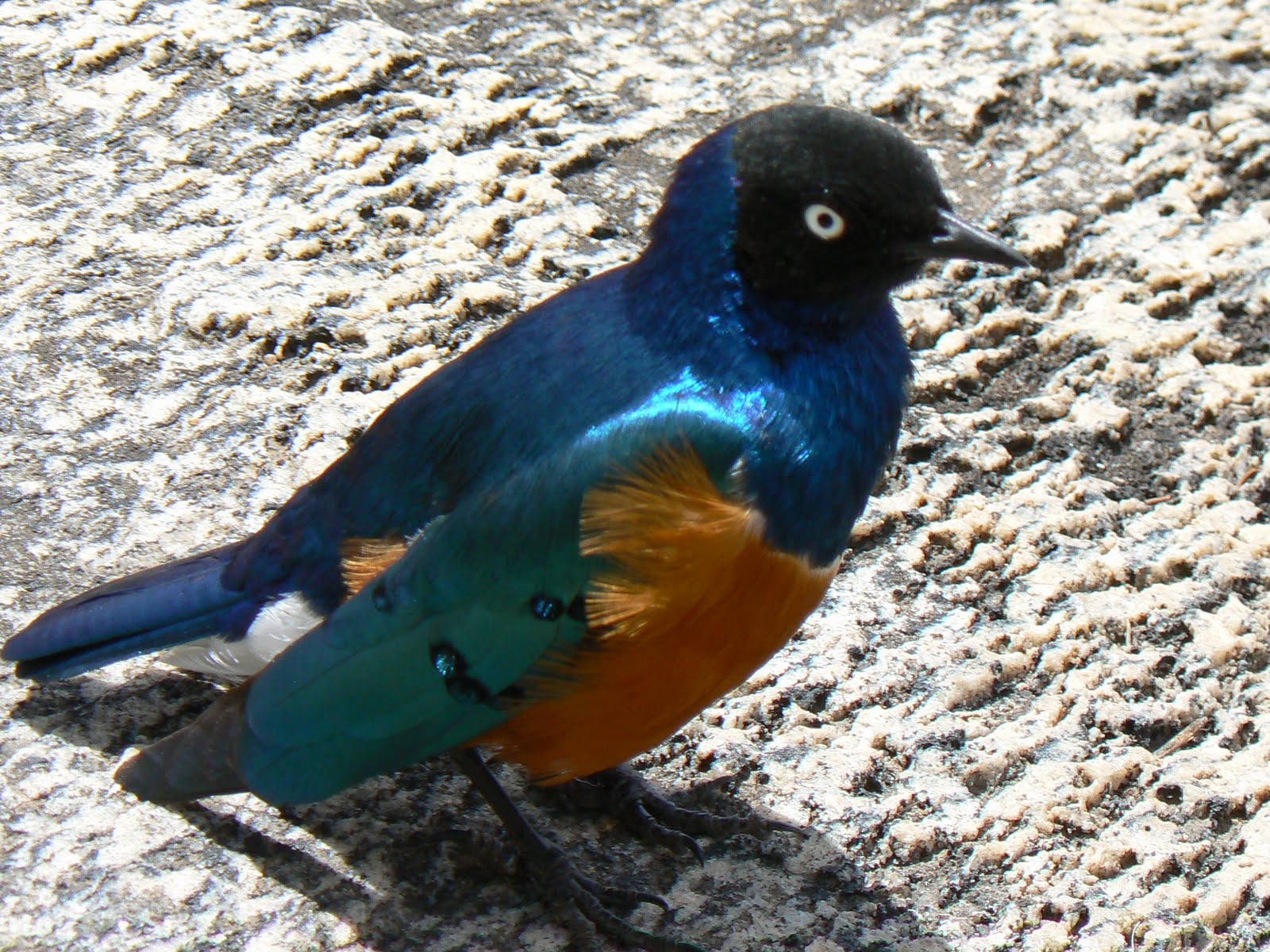 Ca la Animal Planet ! | Impresii safari Kenya si Tanzania