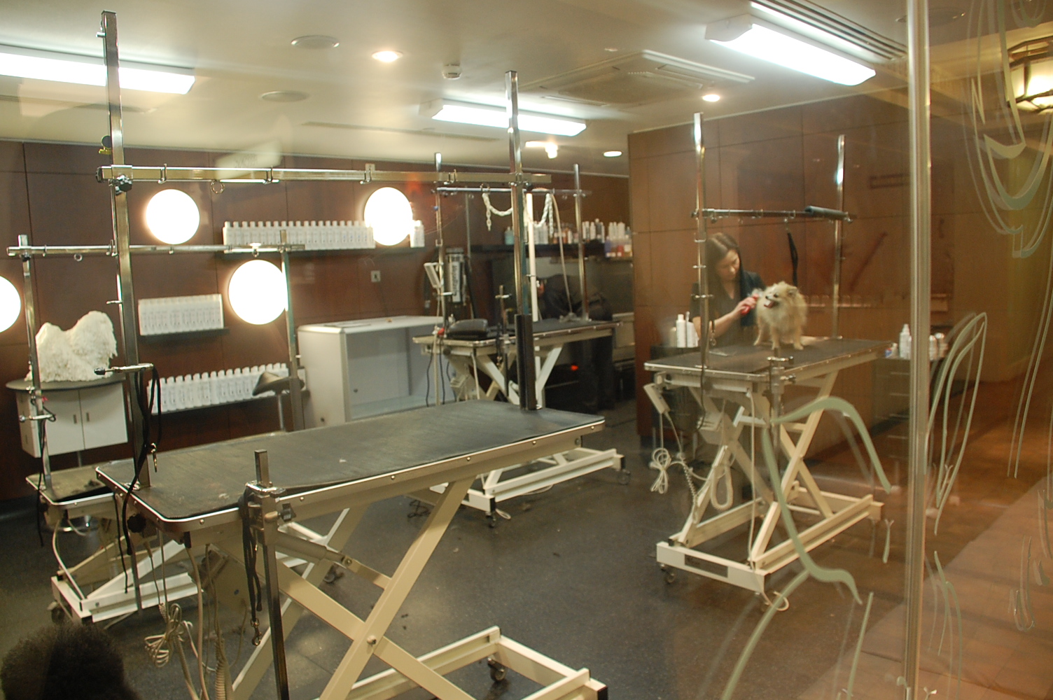 Butters the Fashion Dog: Pomeranian gets Pampered at the Harrods Pet Spa