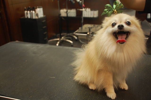 Butters the Fashion Dog: Pomeranian gets Pampered at the Harrods Pet Spa