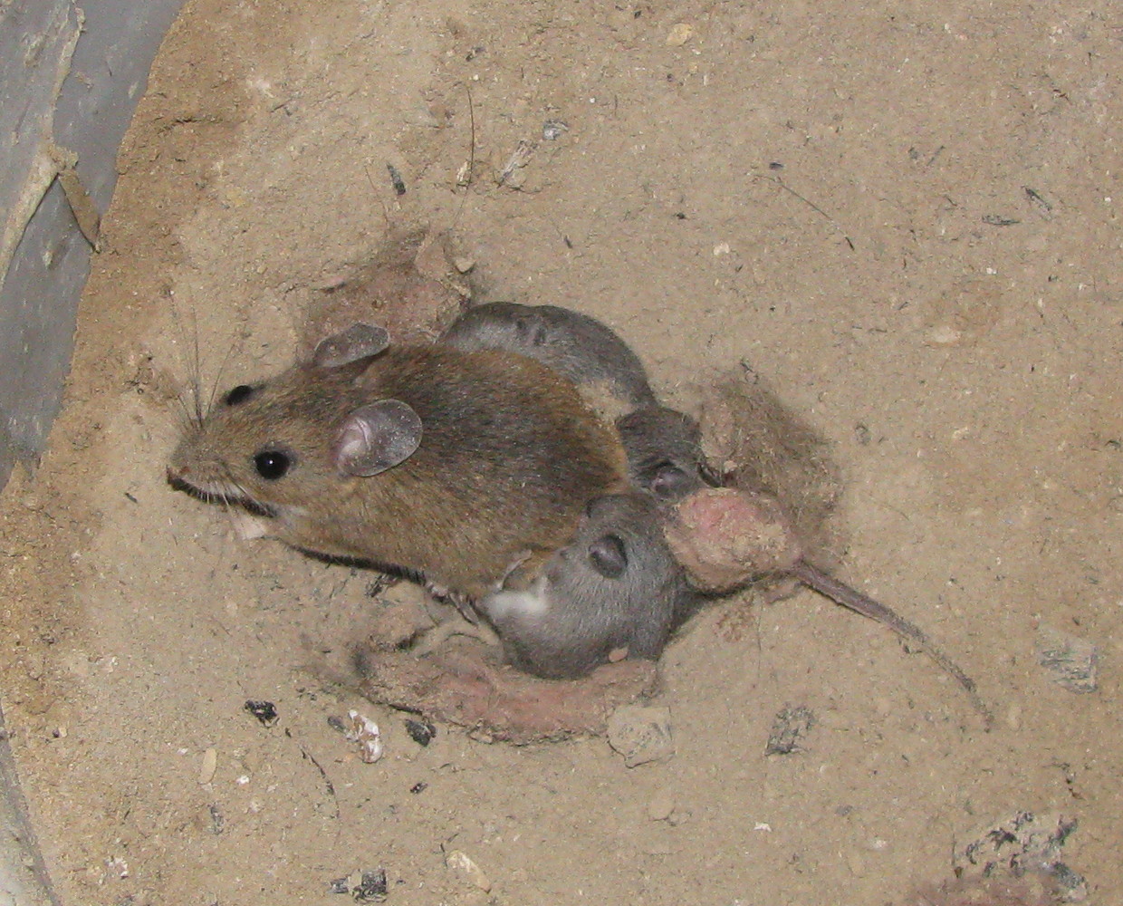 Hermit Musings: Mama Mouse and Babies
