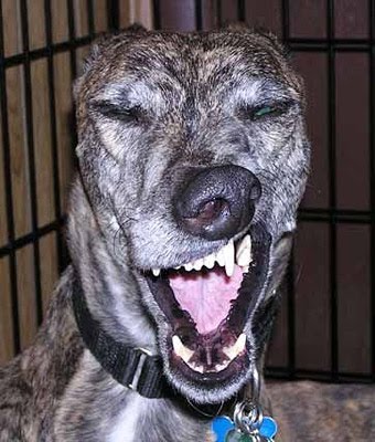 Coisas Incriveis: animais muito engraçados