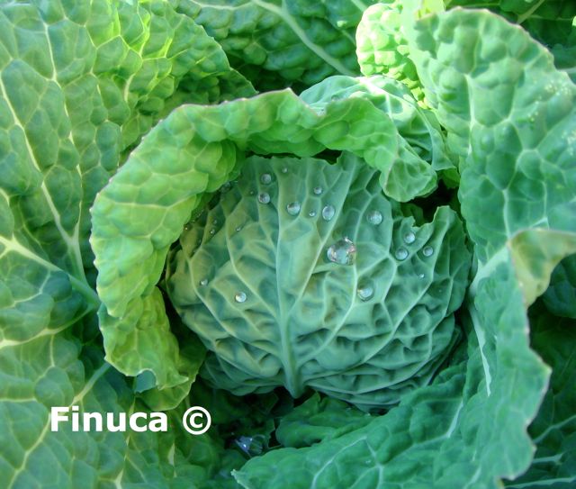 Las Recetas de Finuca: Repollo