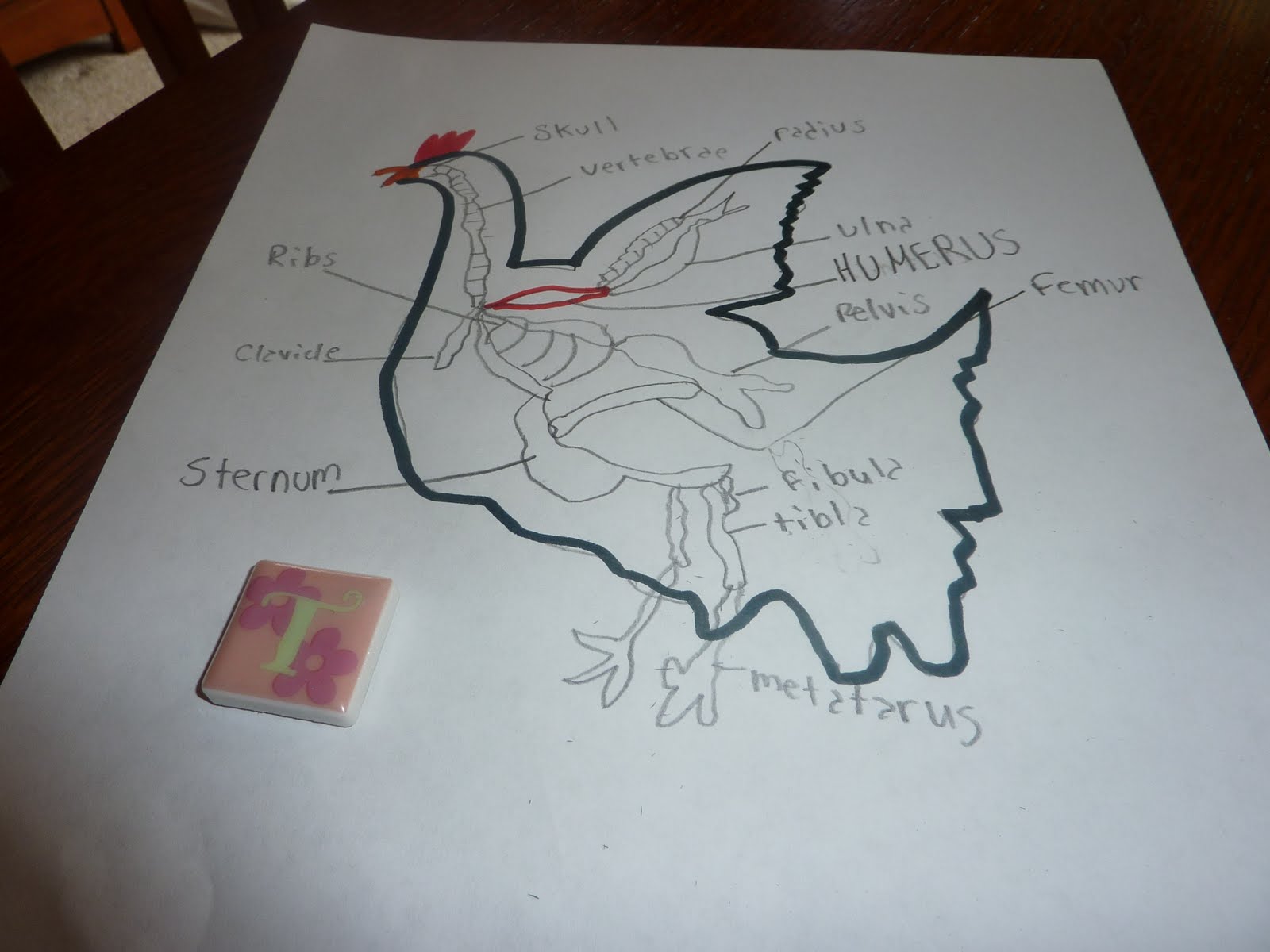 Biology Final 2010: #53 Chicken's humerus