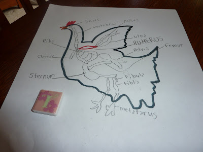 Biology Final 2010: #53 Chicken's humerus