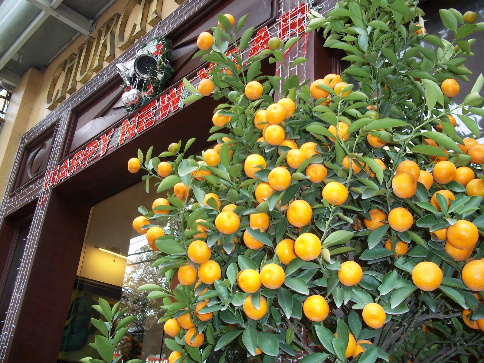 ChungJuicy: The Tet Tree