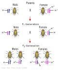Sex linked Inheritance,Linkage with gene and chromosome ~ WORLD WIDE THINGS