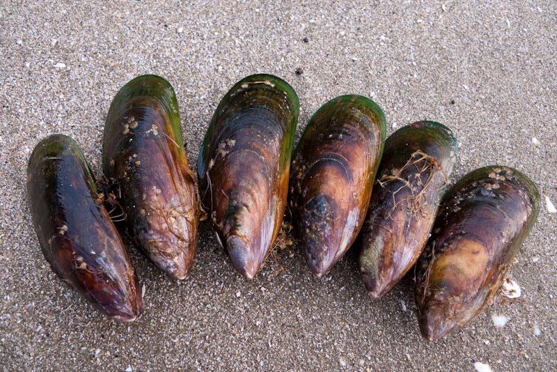 vinograd: N Z Beauty - Green Mussels