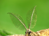 Hexapoda: Tipos de antenas nas borboletas