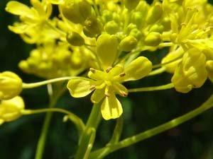 draadjes en praatjes: Wede... deel één