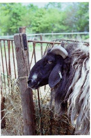 draadjes en praatjes: Het Karakul schaap