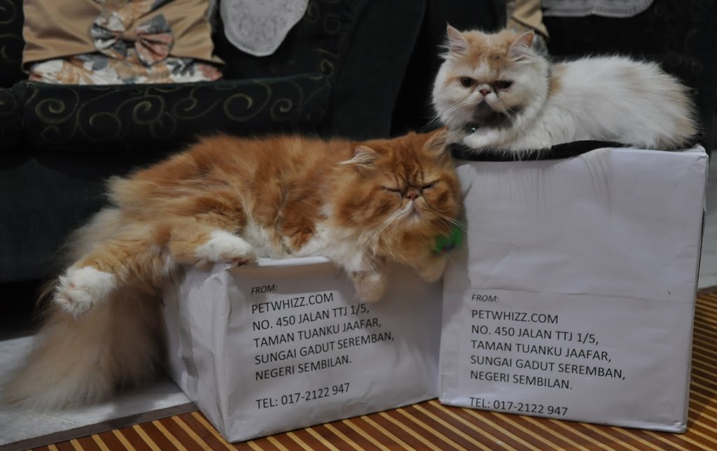 MY PASSION FOR PERSIANS: [CAT CONTEST RESULT!] ----- THE MOST ADORABLE ...