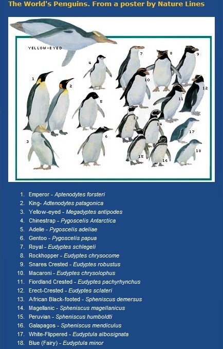 Penguinology: Pygoscelis antarcticus - Chinstrap Penguin