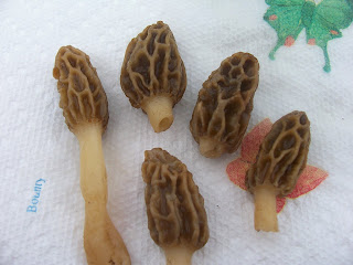 Kelley Bell's FOR WHOM THE BELL TOLLS: Morel Mushroom Season