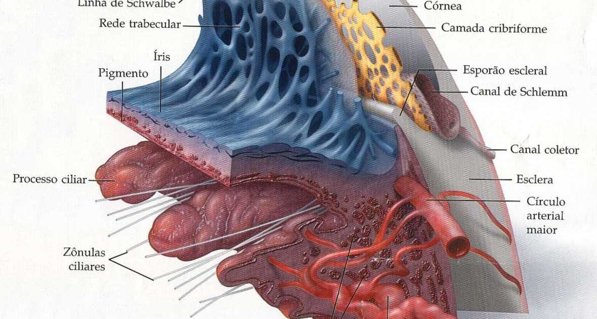 Óptica Atlantis: Músculo Ciliar