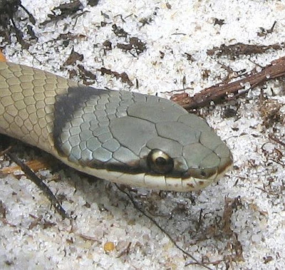 Esperance Blog: Elapognathus coronatus, Western Crowned Snake